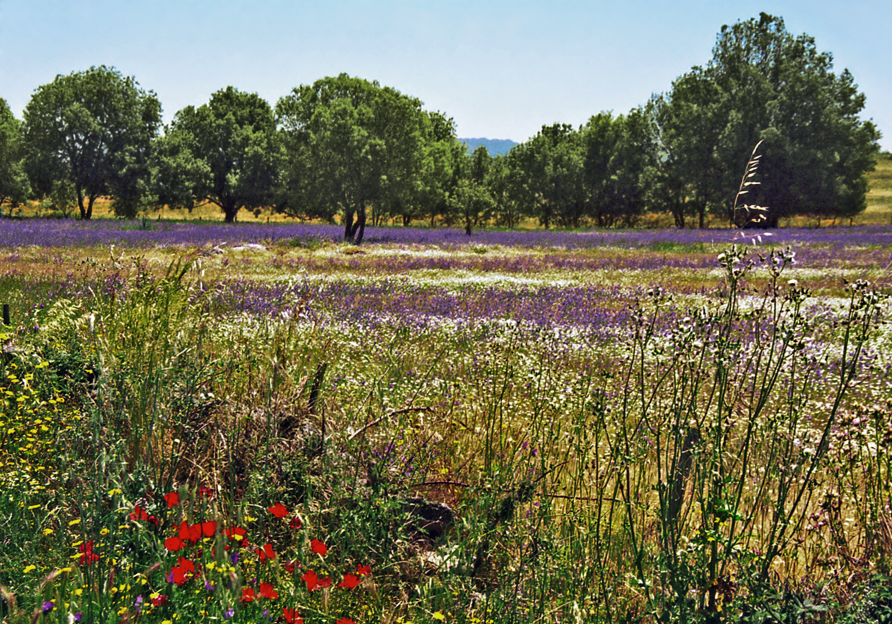 1 Landscape Flowers | STONES OF HISTORY